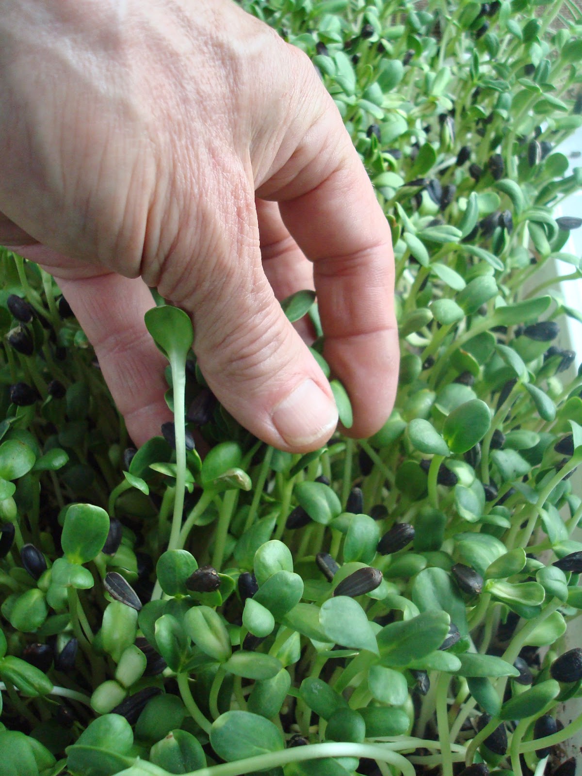 The Vegetable Garden: Sunflower Seed Sprouts