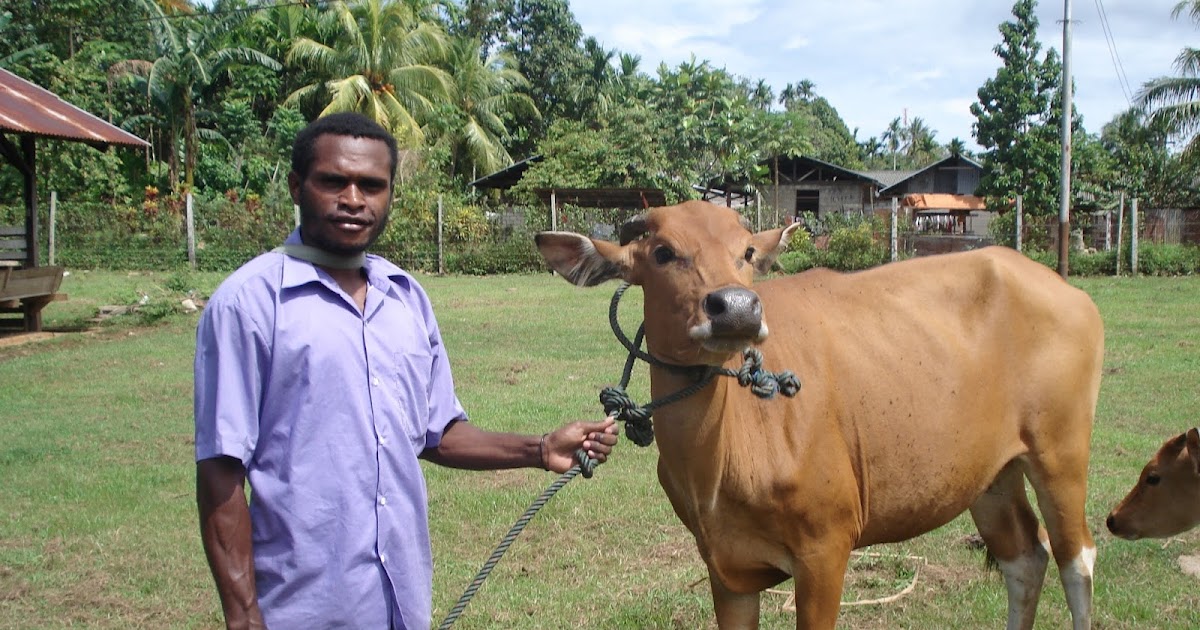 Foto Gambar Sapi Bali