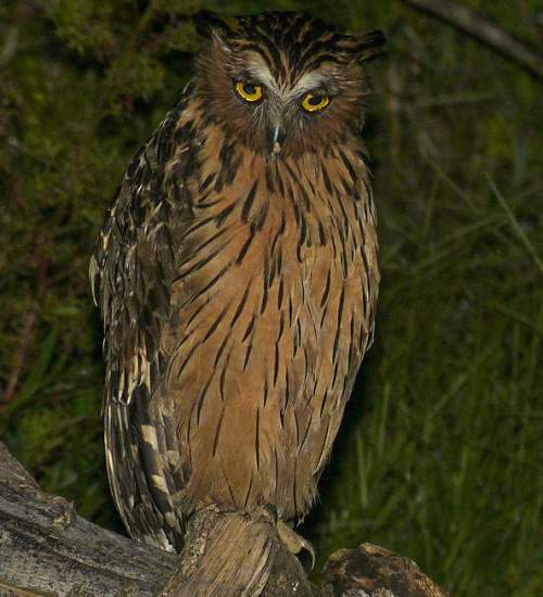 Buffy fish owl photos | Birds of India | Bird World