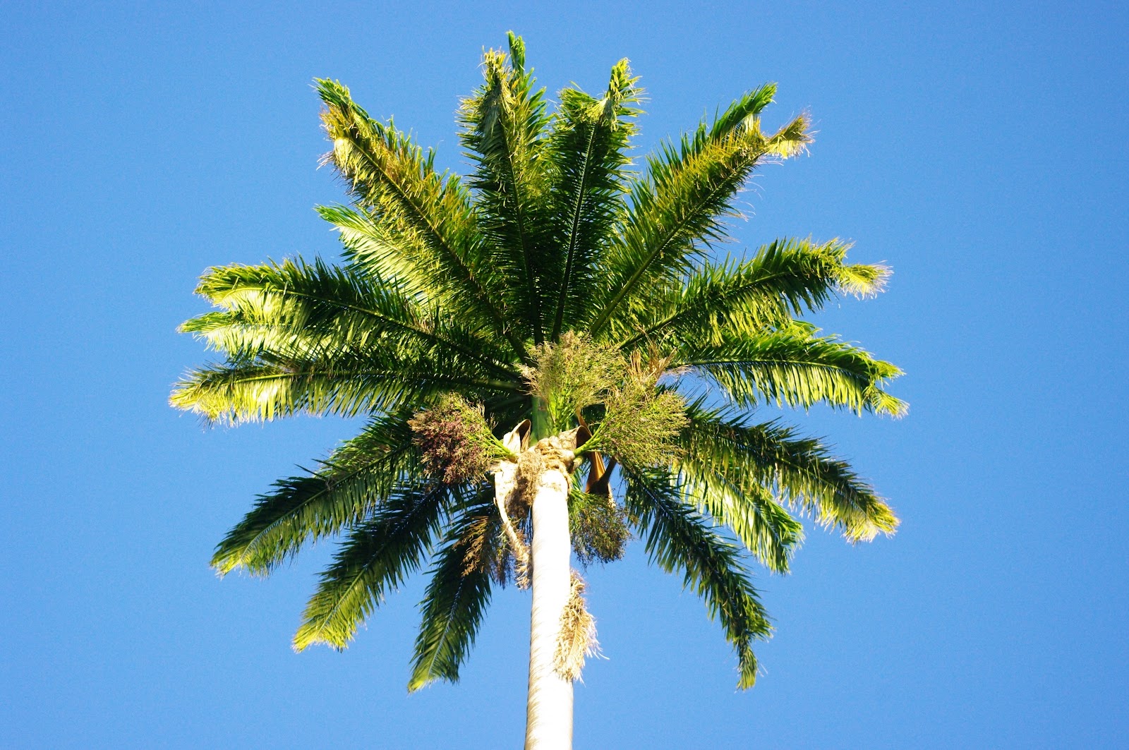 Palmier royal | Flore de l’île de la Réunion