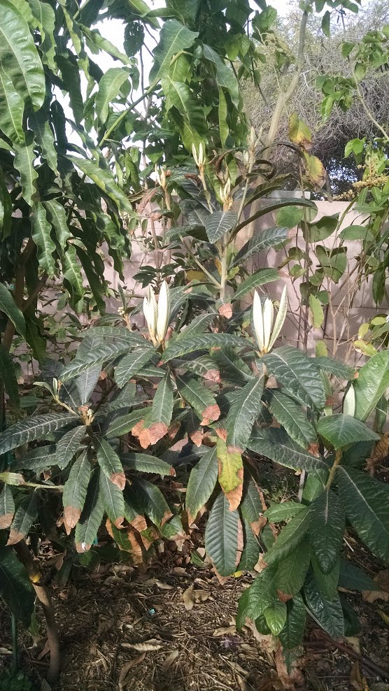 Desert Valley Orchard: McBeth Loquat