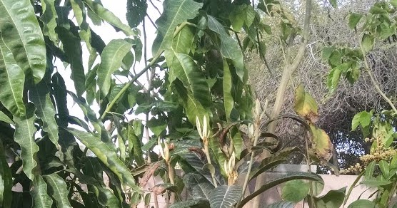 Desert Valley Orchard: McBeth Loquat