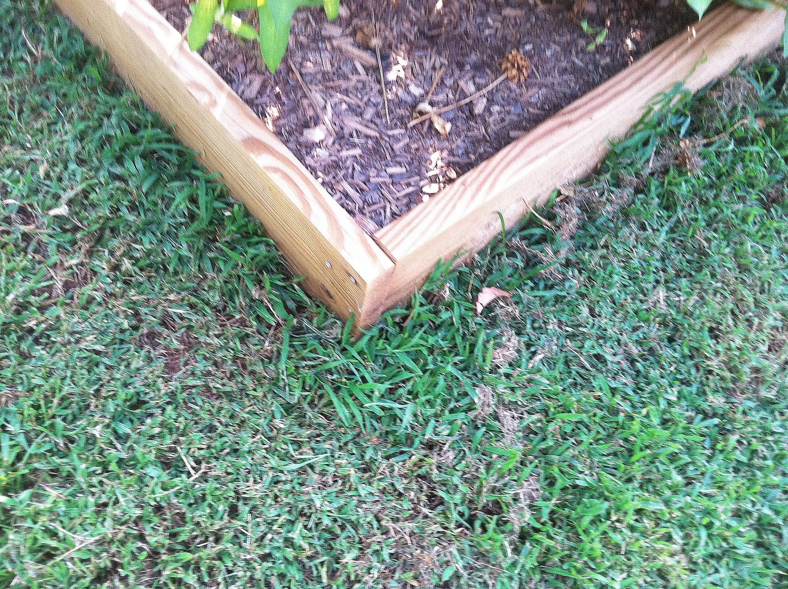 How to Build a Raised Planting Bed