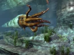 Fósiles-Pablo: Cefalópodos: nautiloideos, ammonoideos y coleoideos.