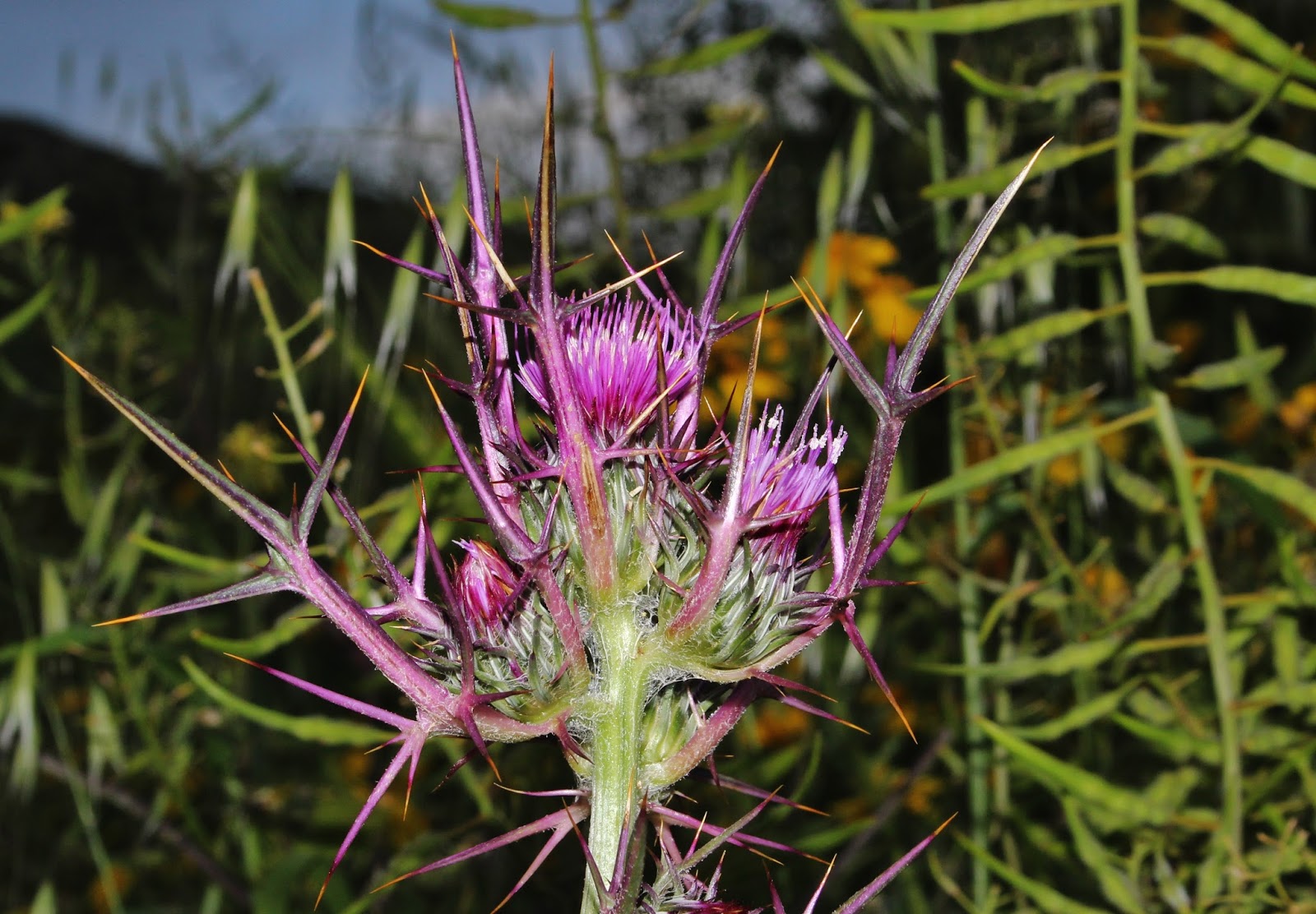 Biodiversity of Cyprus by NGO Protection of the Natural Heritage and ...