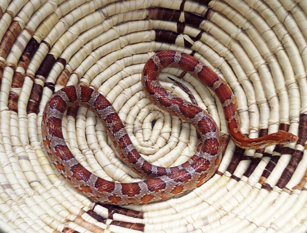 Most Amazing: Most Colorful Red Rat Snake