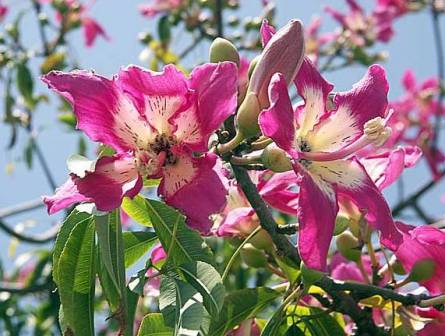 Home And Garden : Chorisia speciosa