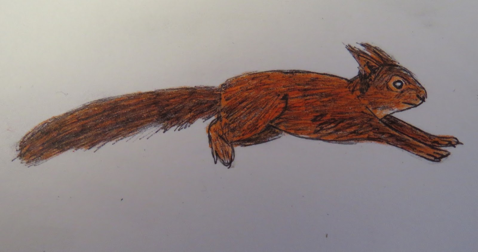 The Autistic Naturalist: How To Draw: Squirrels