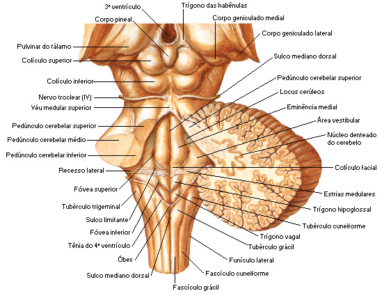 Medicina In Situ Neuroanatomia ResumÃo
