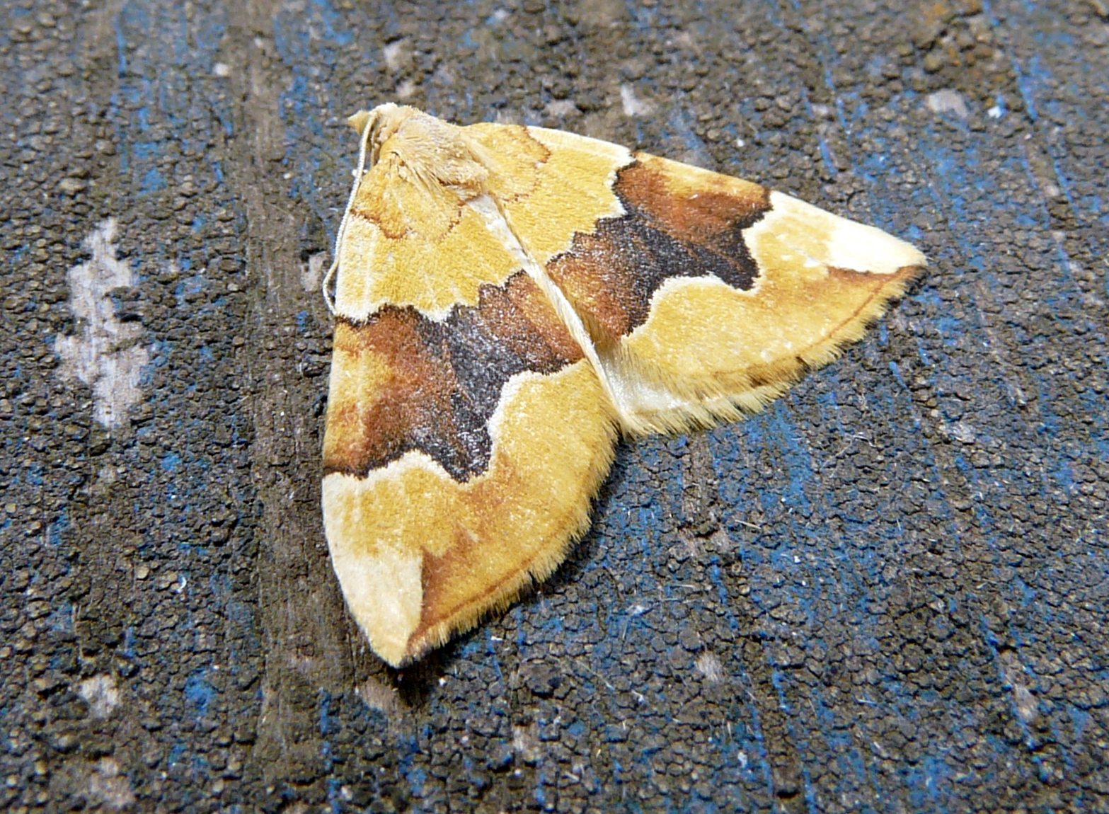 birdingexmouth: More Moths