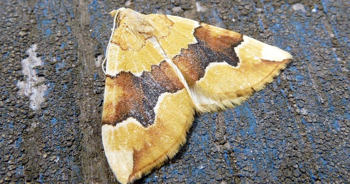 birdingexmouth: More Moths