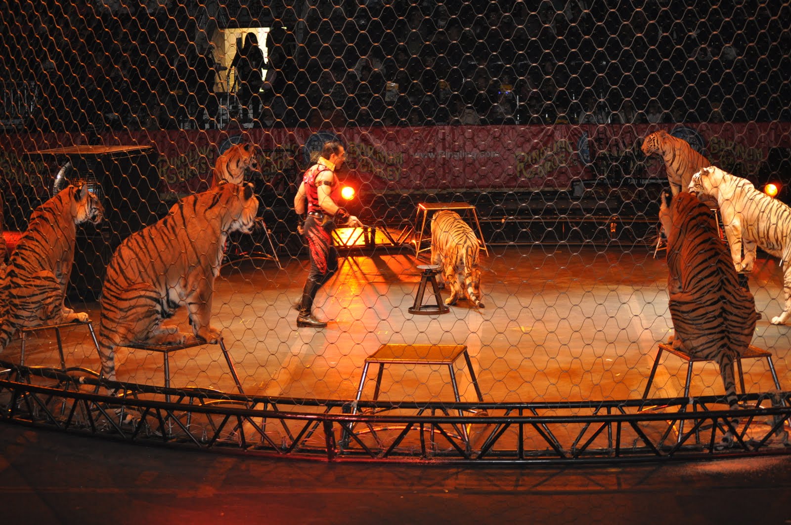 a fine mess: Tigers in the Circus