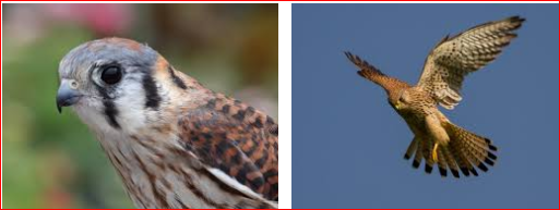 Paper craft: Kestrel - Paper crafted origami