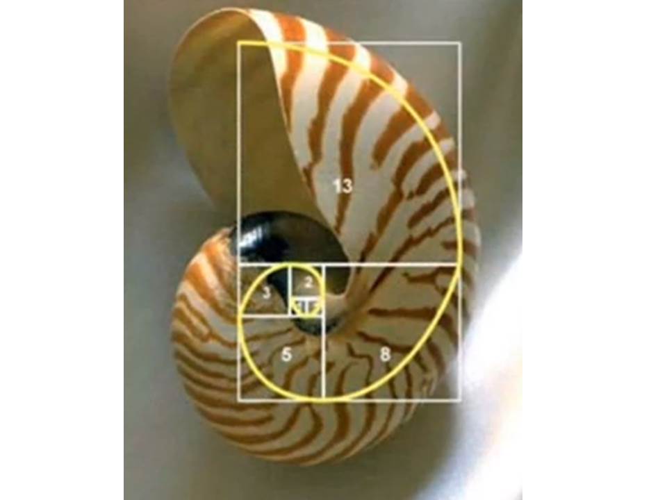 COMPOSICIÓN. SECCION AUREA: SECCIÓN ÁUREA