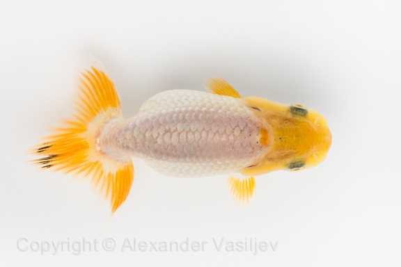 HIGH RANCHU: ON THE WHITE SIDE