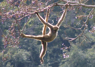 Blog Caiçara | Mago do Turismo | Renato Marchesini: Macaco Muriqui ...