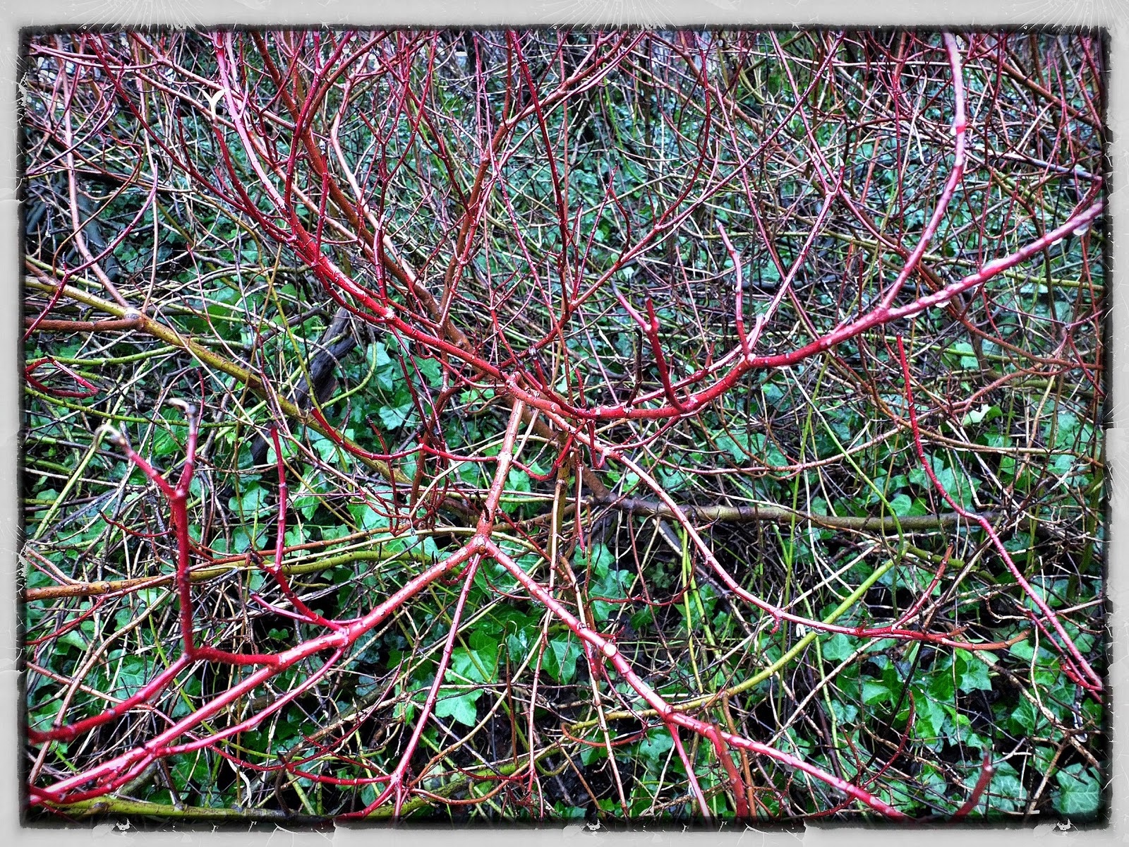 Eolake Stobblehouse thoughts: 2x Red Branches