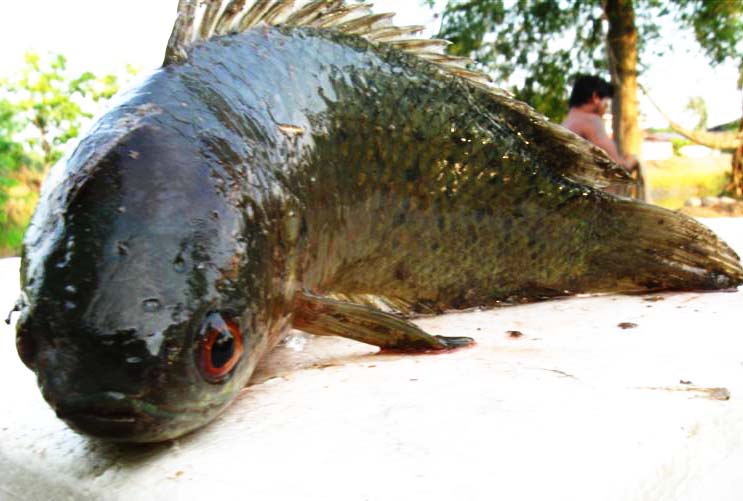 Ikan Betok (Anabas Testudineus) - Biota Dunia Perairan