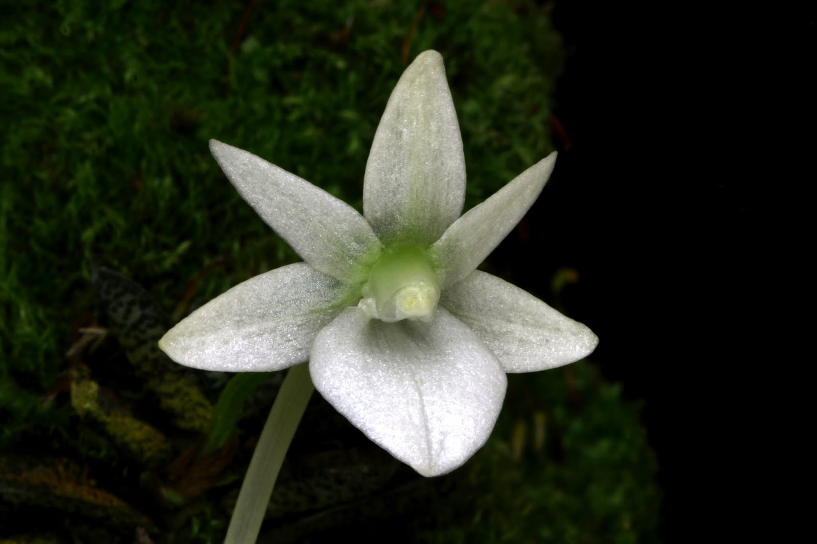 Orchids in Bloom: Angraecum urschianum