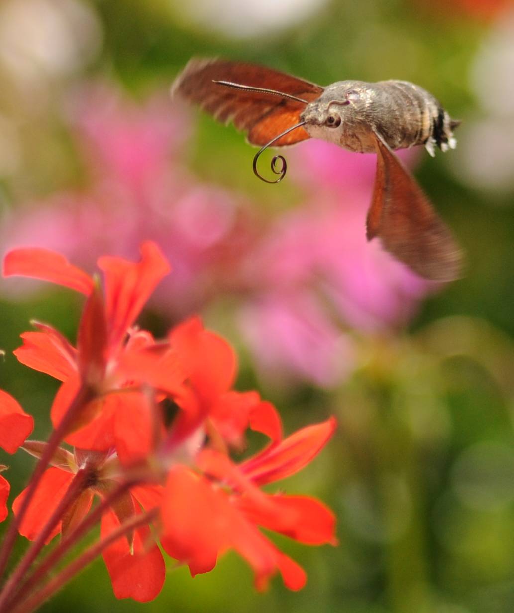 The Awesome Hummingbird Hawk Moth