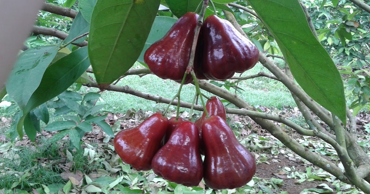 Tamora Unggul Nursery wa : 087777887447: Jambu Air Mutiara Hitam