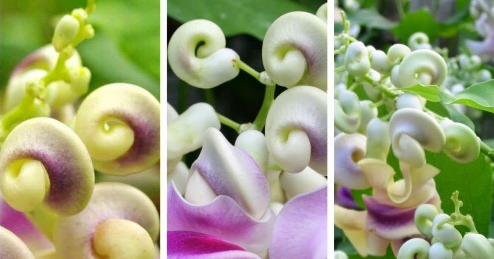 The latest dirt from my garden: True Fragrant Corkscrew Shell Vine ...