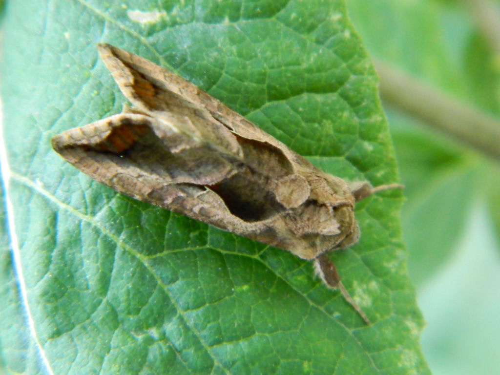 O Inseto-folha - Bicho-folha ~ Você realmente sabia?