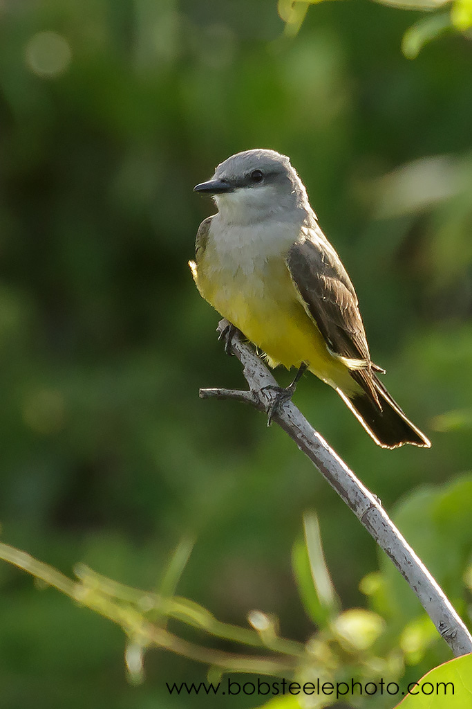 Binoculars in the Backcountry: Cuba Bird Survey