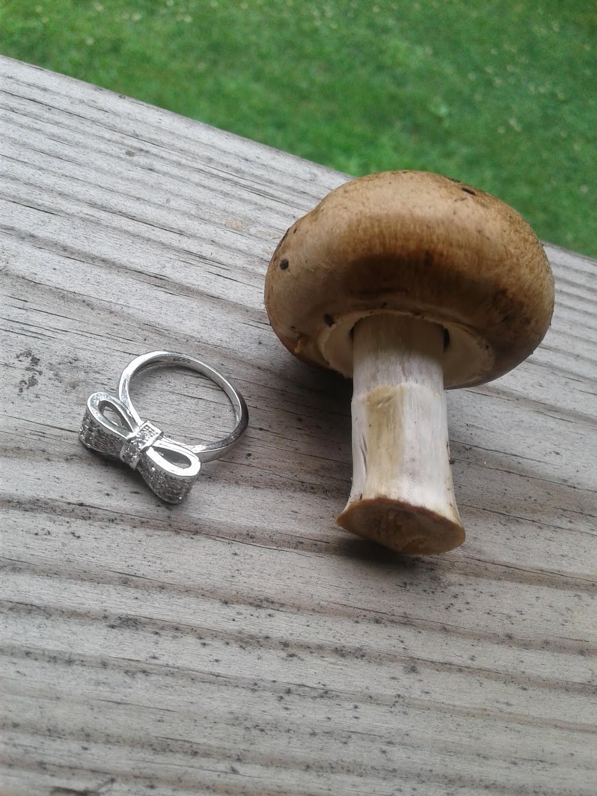 AP Biology Collection: Spore