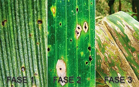 Plagas en la Región Rural de Honduras.