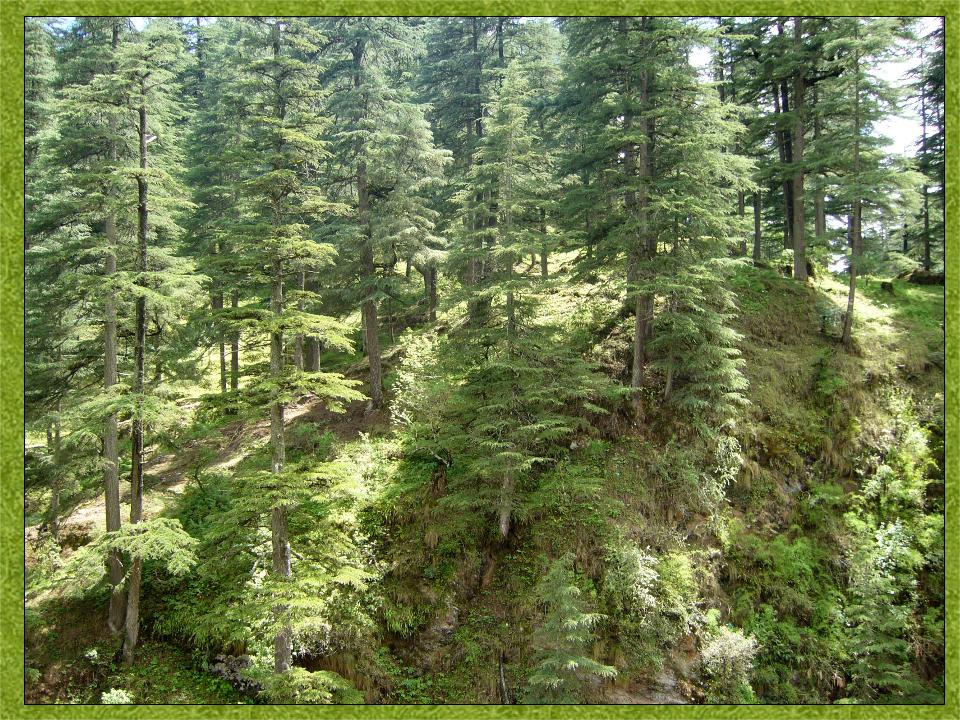 Spreebird wildlife: Cedrus deodara (Deodar Cedar) National Tree of Pakistan