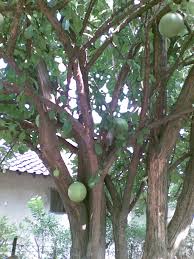 Pohon majapahit / pohon mojo ~ Arya Flower Landscape