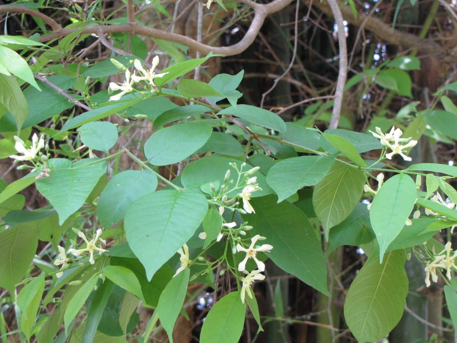 Melagiri: Tree Walk @ Melagiri