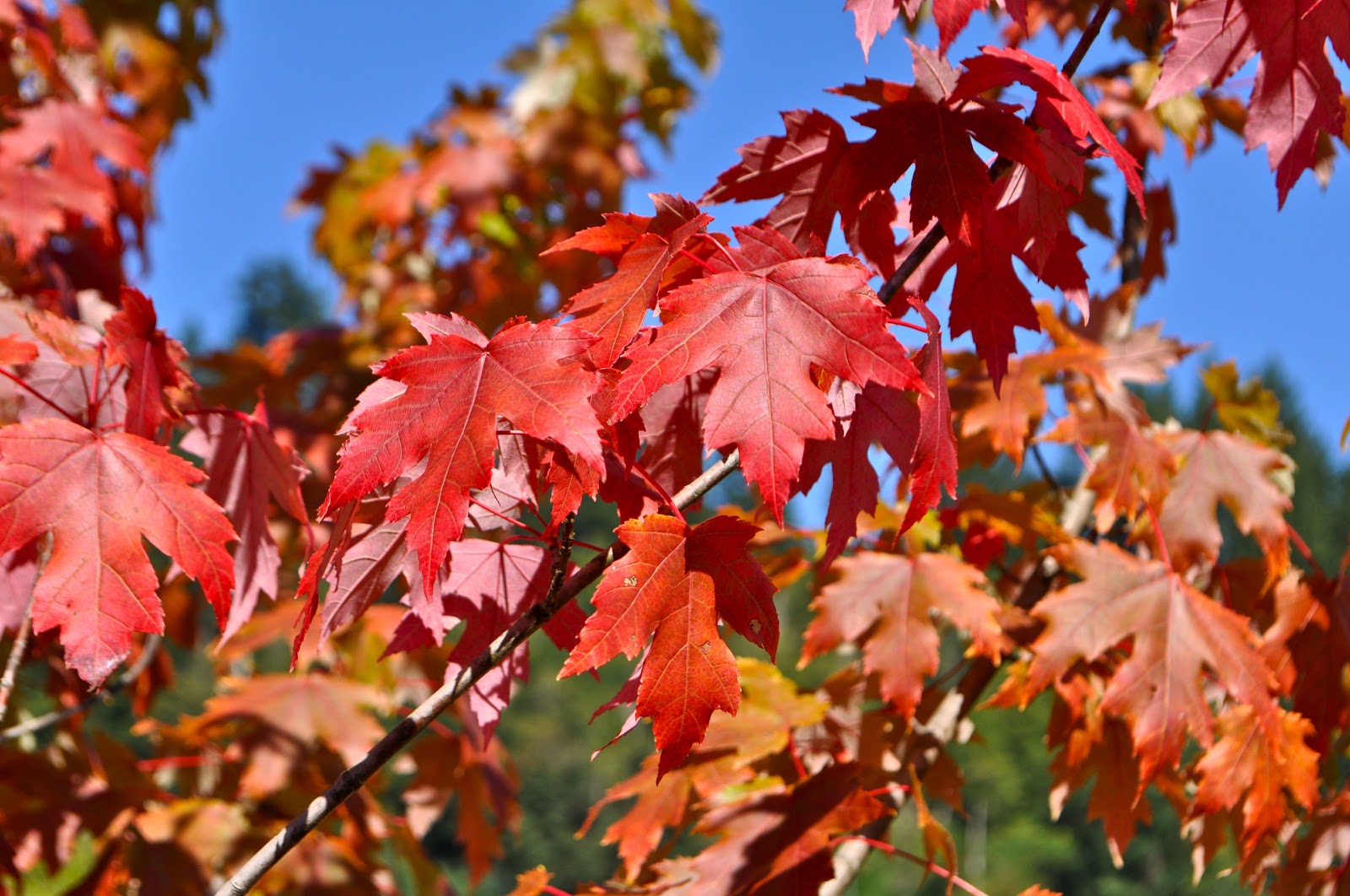 LuAnn Kessi: Sketch Book......C Background Filler
