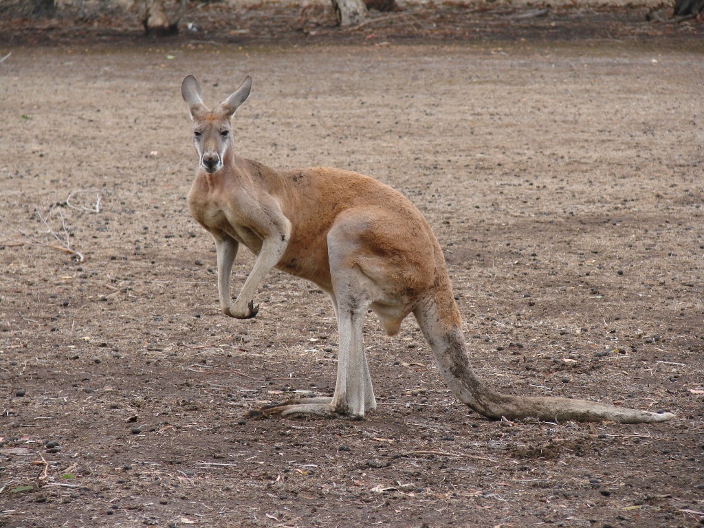 Retendo Momentos: Austrália - Cangurus