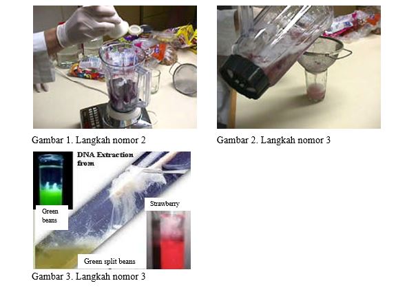 Analisis Proses dan Hasil Ekstraksi DNA - Mari Belajar