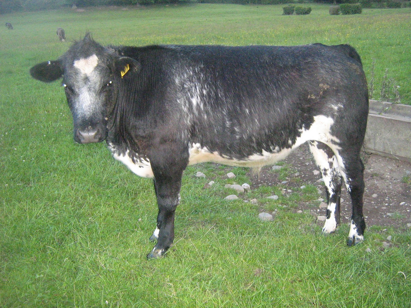 Cow Pictures: Cow Pictures - Angus Cross Bullock