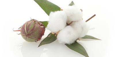 ALGODÓN :'''NO LO SE!!!... ¿O SI?