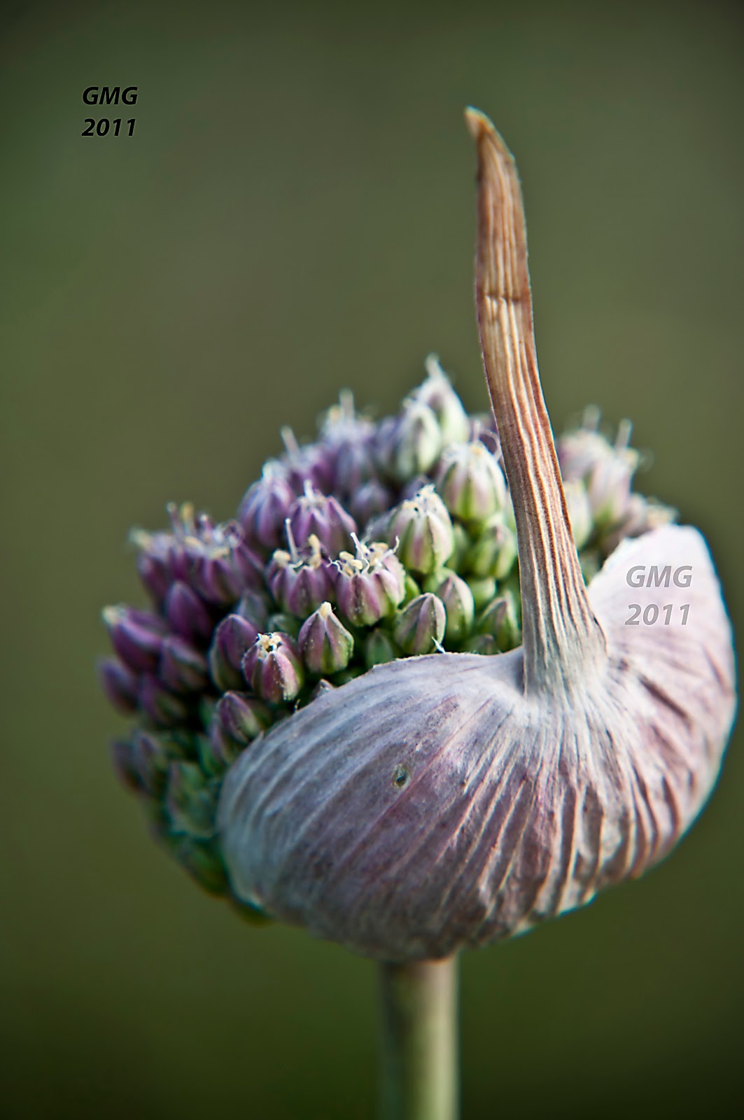 Fotografía de Naturaleza : Allium sativum