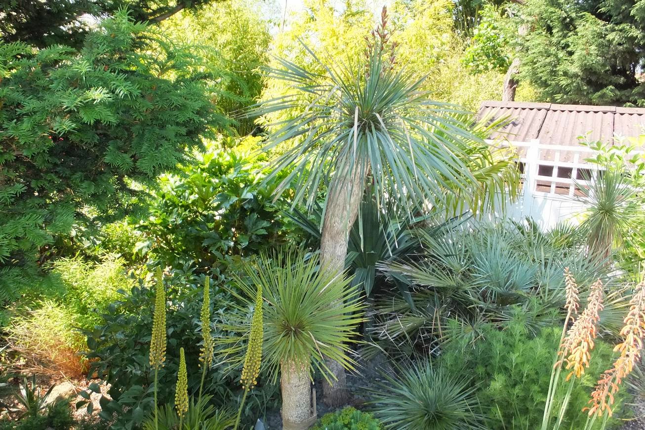 Alternative Eden Exotic Garden: The Other Blue Yucca