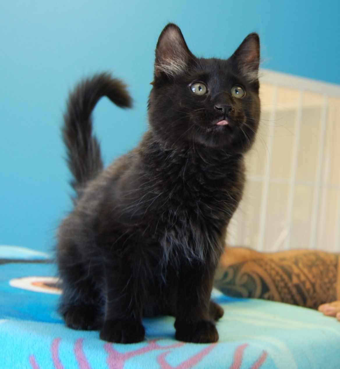 15 rescued kittens ready for adoption today!