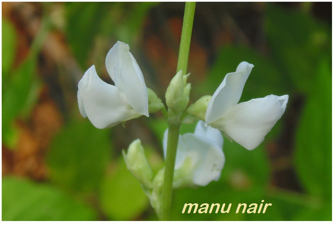 papanasini: AMARA PAYAR ( അമര പയർ )