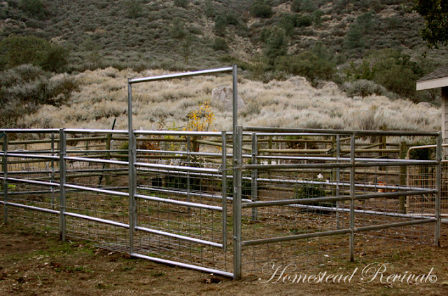 Homestead Revival: Goat Fencing