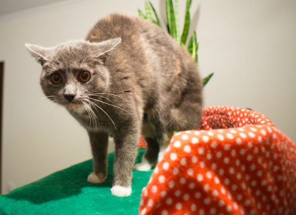 Cat Behaviors Part II