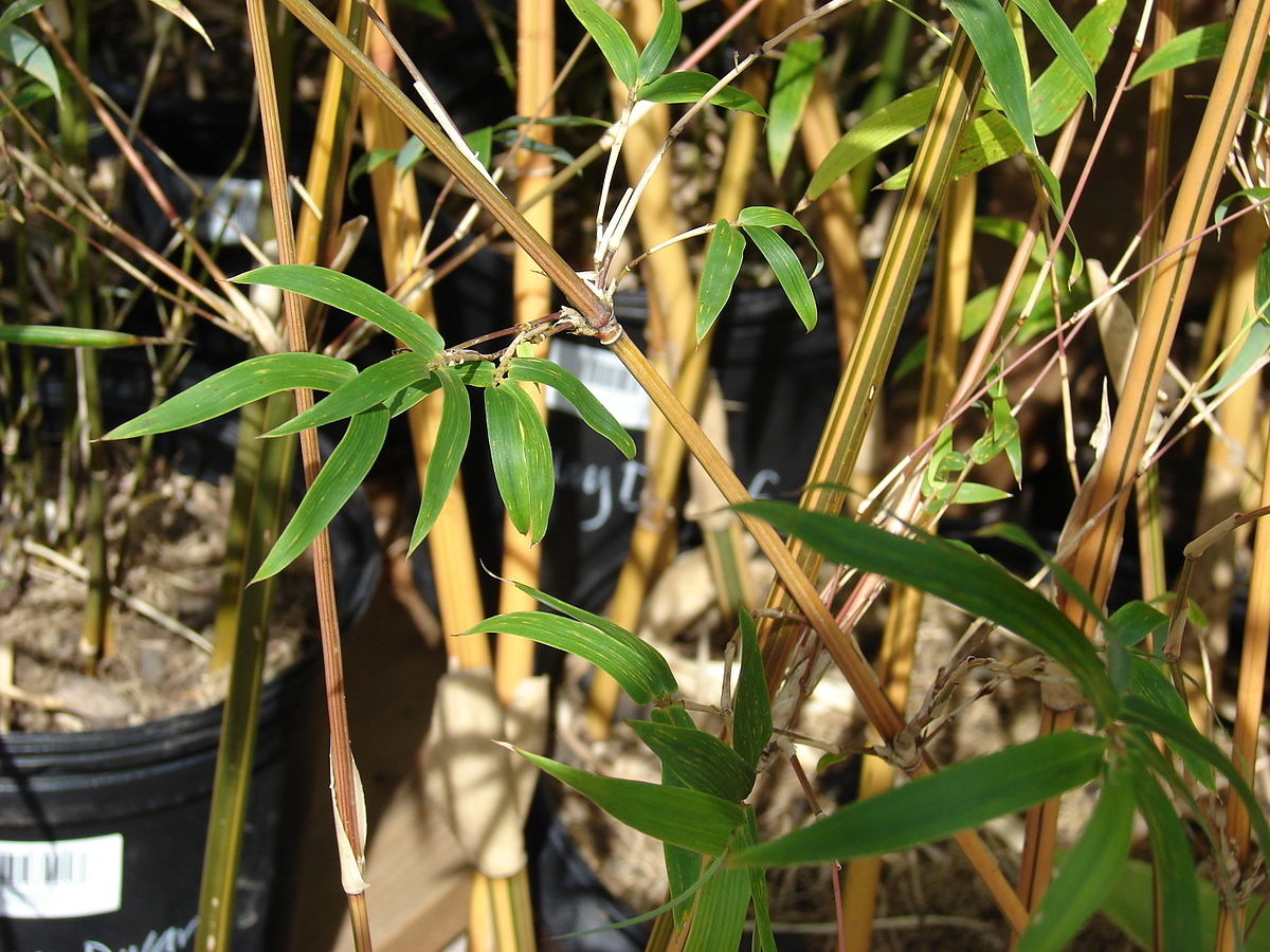 PLANT FAMILIES OF PUERTO RICO AND FLORIDA PAPO VIVES: POACEAE TRIBU ...