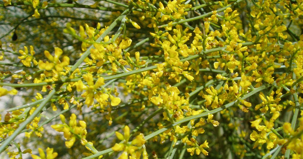 RETAMA: Retama sphaerocarpa | Plantas rioMoros