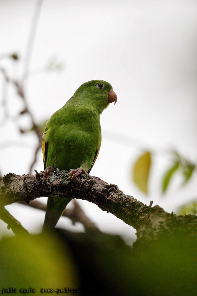 Catita Enana Forpus Xanthopterygius