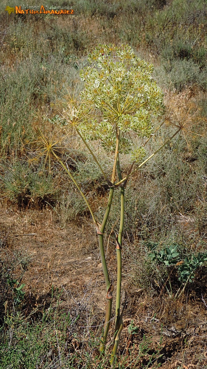 NaturAranjuez: Thapsia villosa ZUMILLO