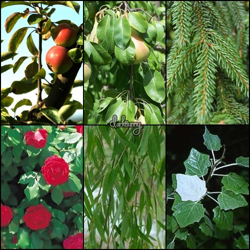 ClarkBunny: Ramas comestibles