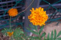 There and Back Again: Our Mexican Marigolds - Cempoalxochitl, the ...